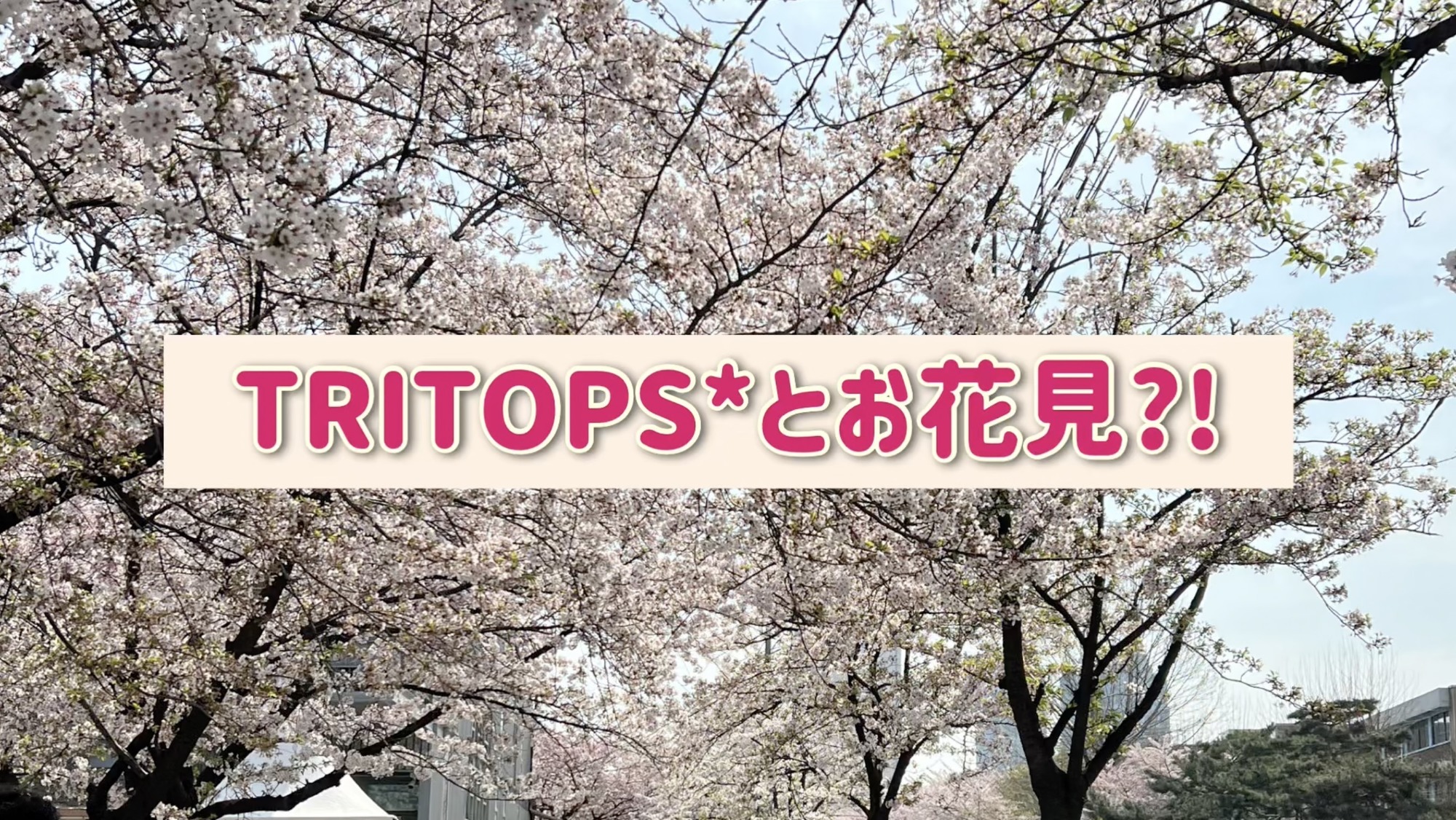 「TRITOPS*とお花見？！」録画配信（有料） 視聴チケット販売に関するご案内 | TRITOPS* JAPAN OFFICIAL SITE 「evergreen」